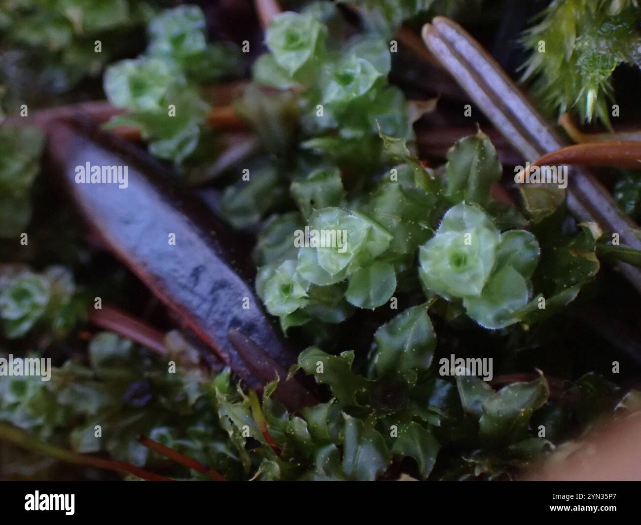 magnificent leafy moss (Plagiomnium venustum Stock Photo - Alamy