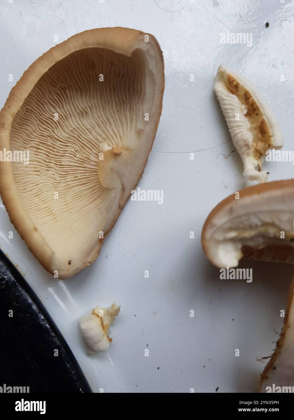 Cyclocybe parasitica hi-res stock photography and images - Alamy