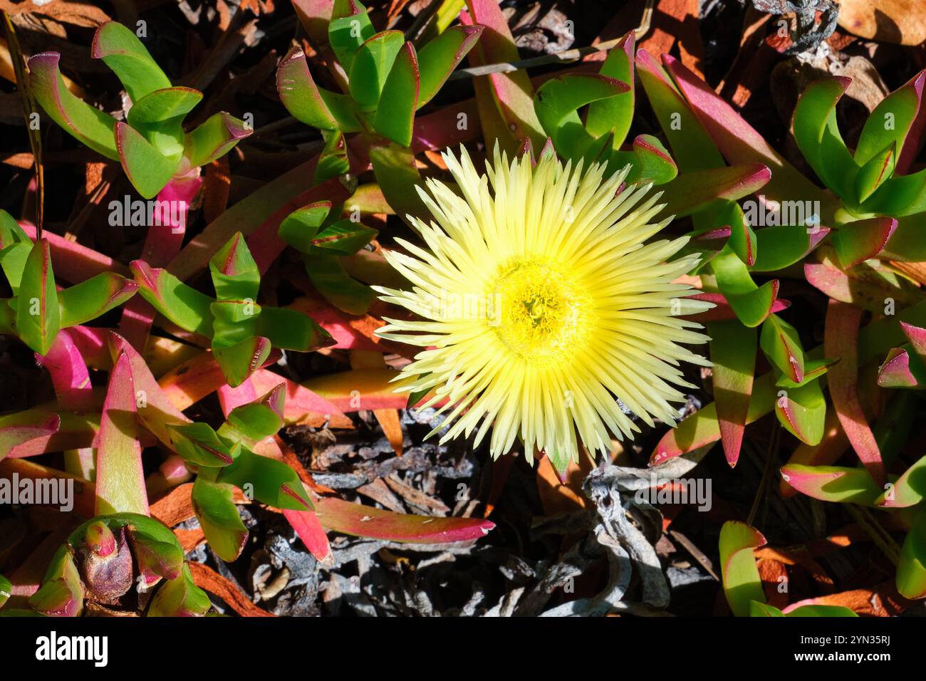 Carpobrotus edulis, known by various common names included Hottentot ...