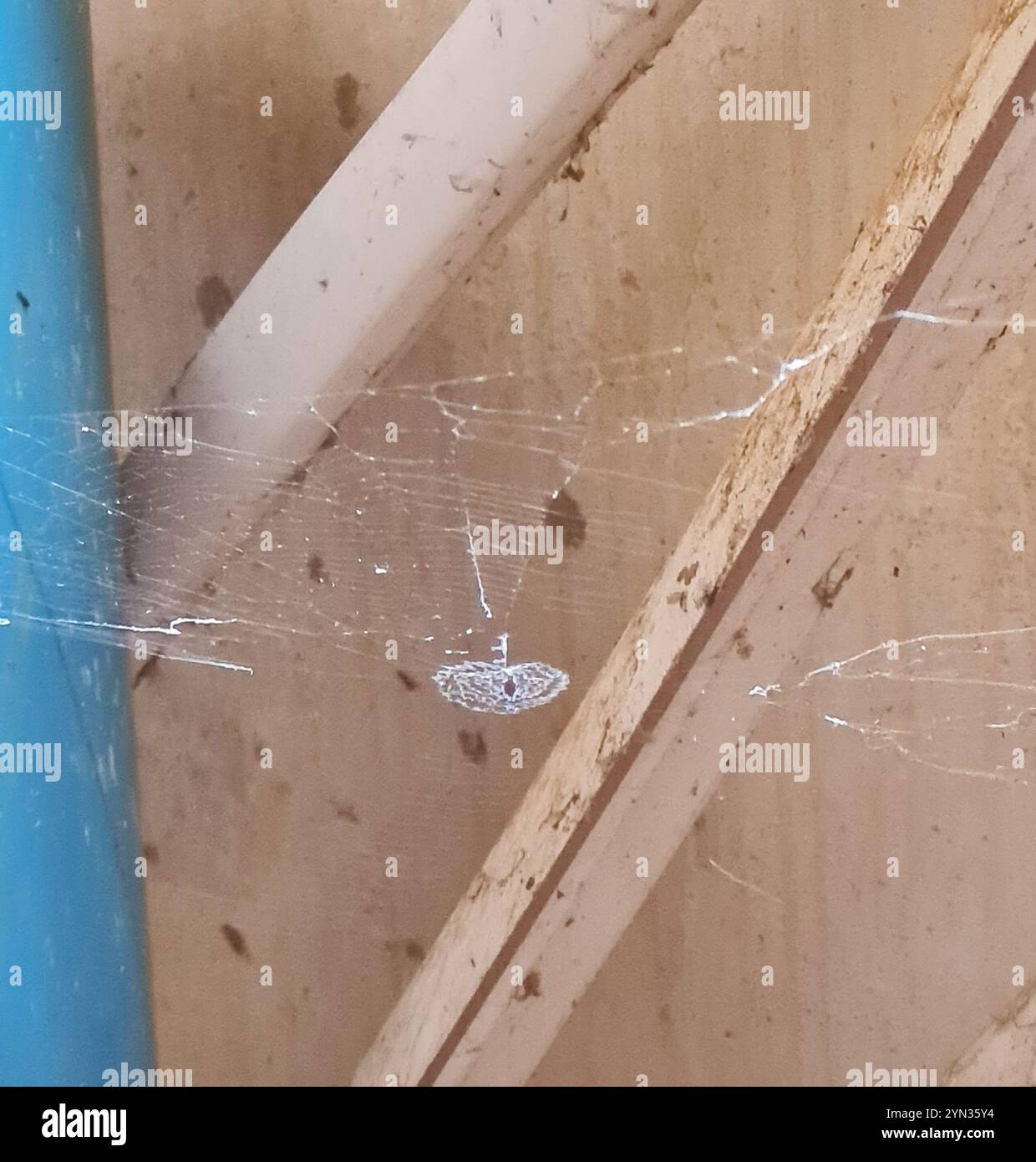 Ninja-star Ceiling Spider (Zosis geniculata Stock Photo - Alamy