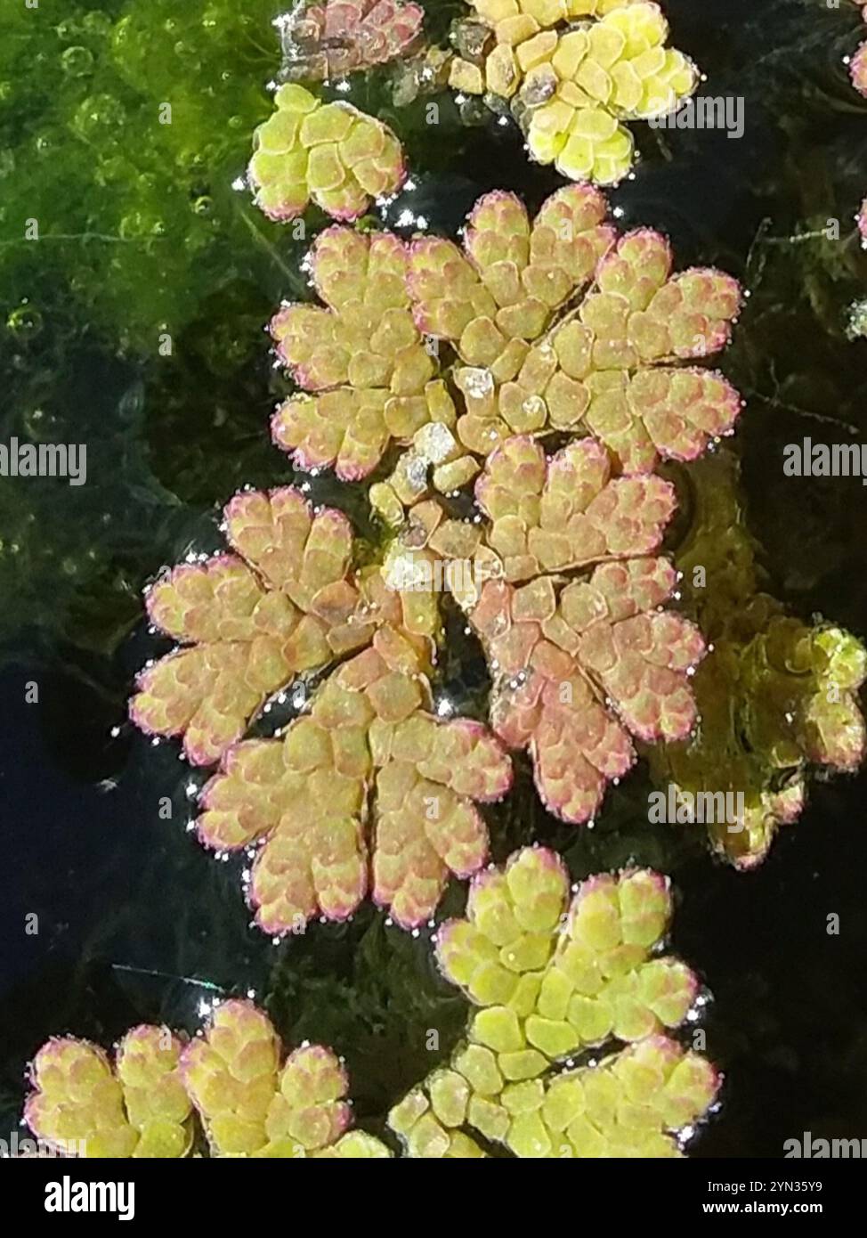 Red Azolla (Azolla rubra Stock Photo - Alamy