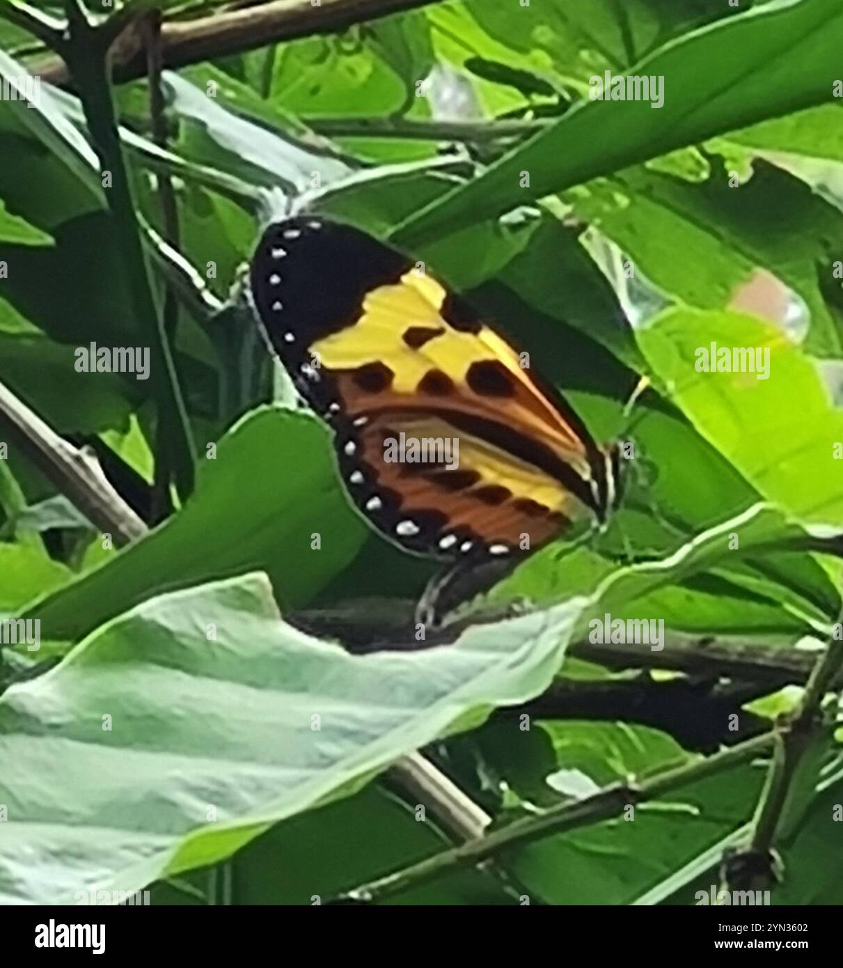 Polymnia Tigerwing (Mechanitis polymnia Stock Photo - Alamy