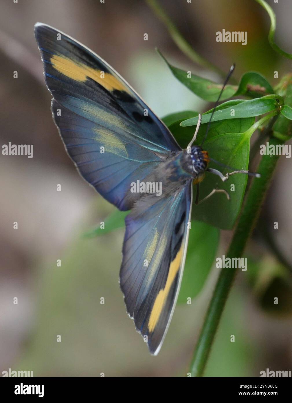 Widespread Forester (Euphaedra medon medon Stock Photo - Alamy