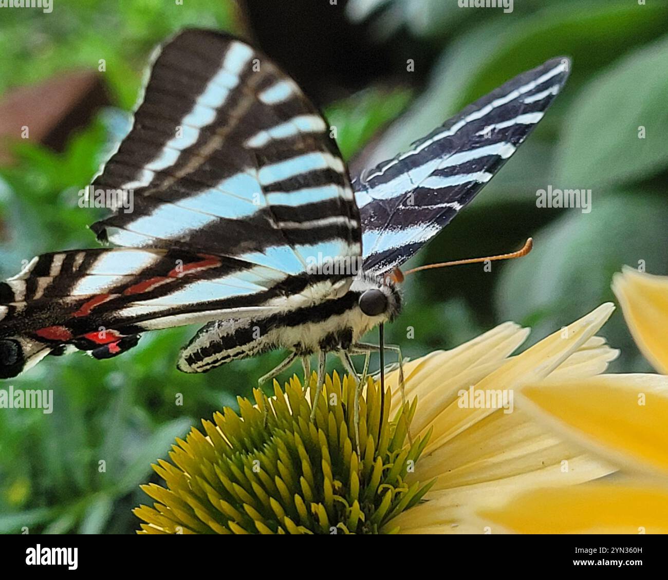 Zebra Swallowtail (Eurytides marcellus Stock Photo - Alamy