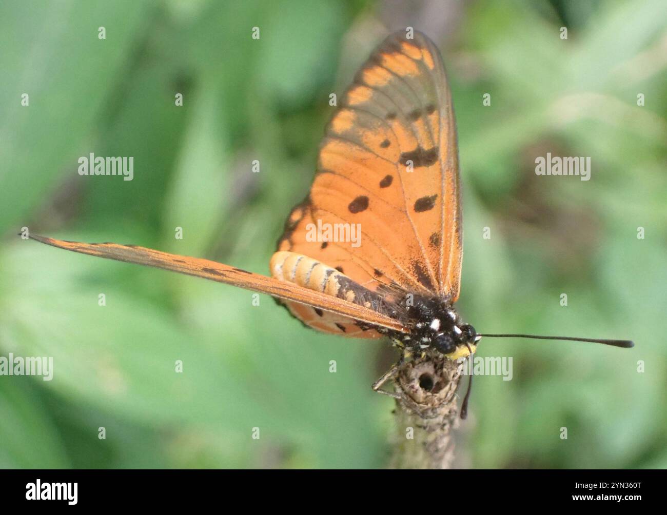 Acraea neobule hi-res stock photography and images - Alamy