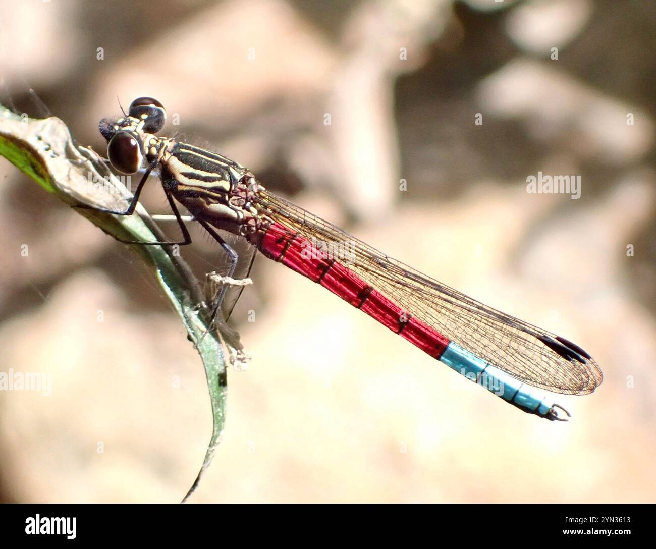 Blue-tipped Jewel (Chlorocypha curta Stock Photo - Alamy
