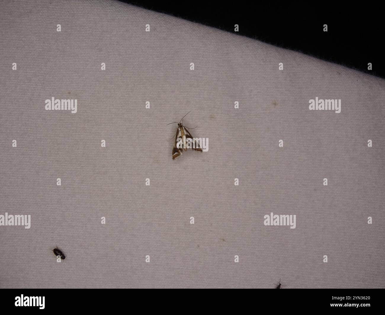 Imitable hi-res stock photography and images - Alamy