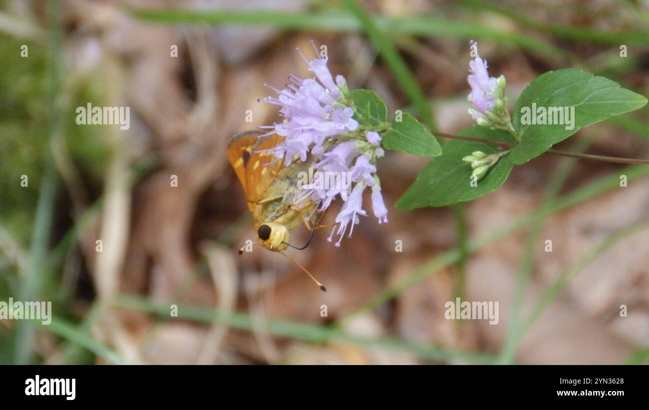 common dittany (Cunila origanoides Stock Photo - Alamy