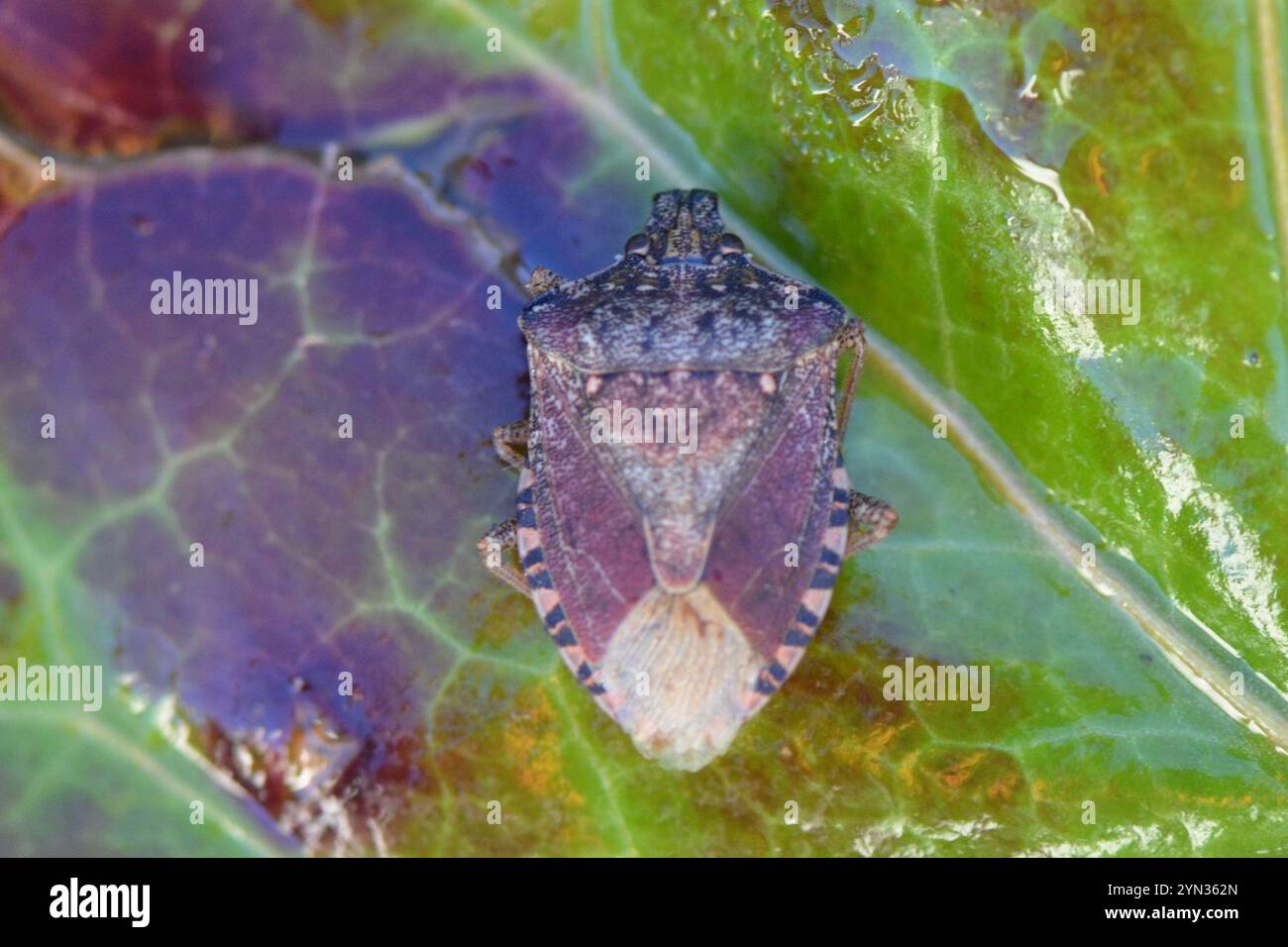 Brown Marmorated Stink Bug (Halyomorpha halys Stock Photo - Alamy