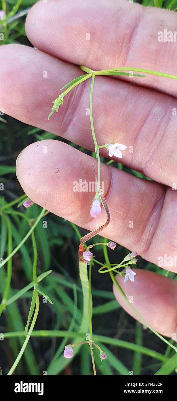 flowering plants (Angiospermae Stock Photo - Alamy