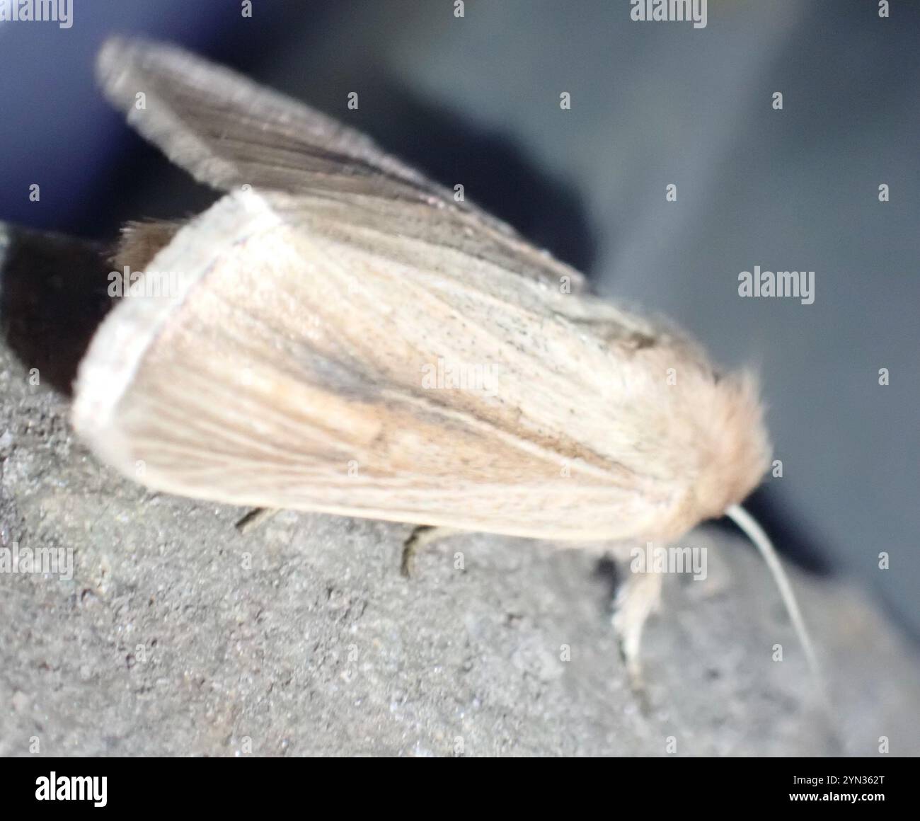 Cutworms and Dart Moths (Noctuinae Stock Photo - Alamy