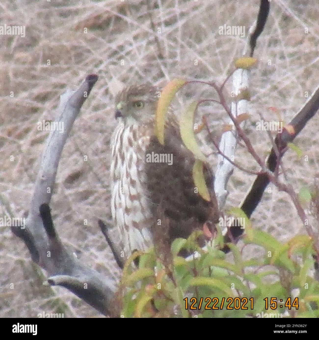 Cooper's Hawk (Astur cooperii Stock Photo - Alamy