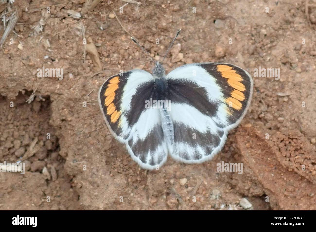 Southern Round-winged Orange Tip (Colotis euippe omphale Stock Photo ...