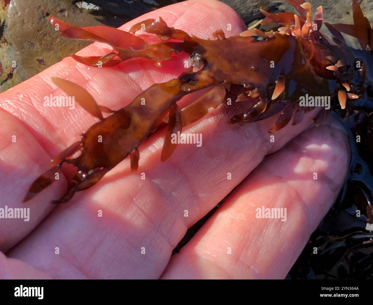 Bleach Weed (Prionitis sternbergii Stock Photo - Alamy