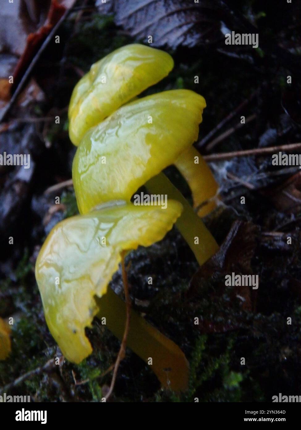 Parrot Mushroom (Gliophorus psittacinus Stock Photo - Alamy