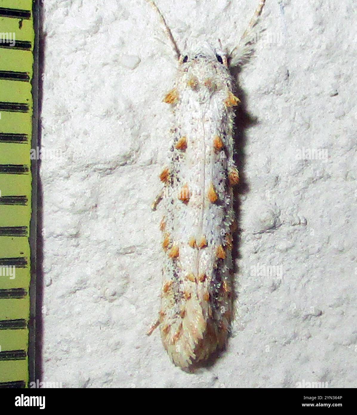 Old World Spiny-winged Moths (Eriocottidae Stock Photo - Alamy