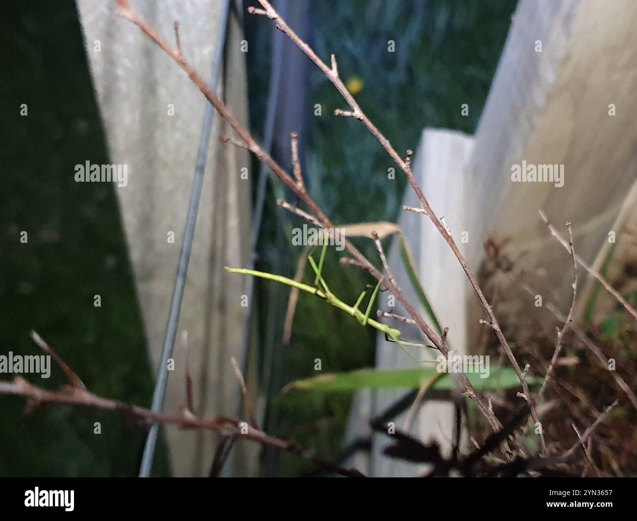 Stick Insects (Phasmida Stock Photo - Alamy