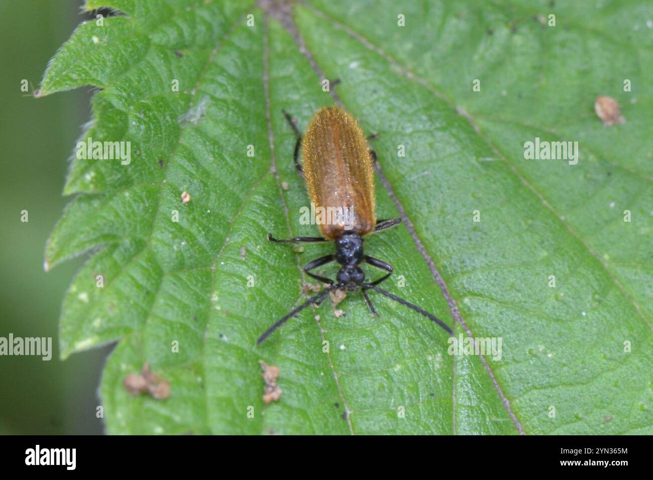 Rough-haired Lagria Beetle (Lagria hirta Stock Photo - Alamy
