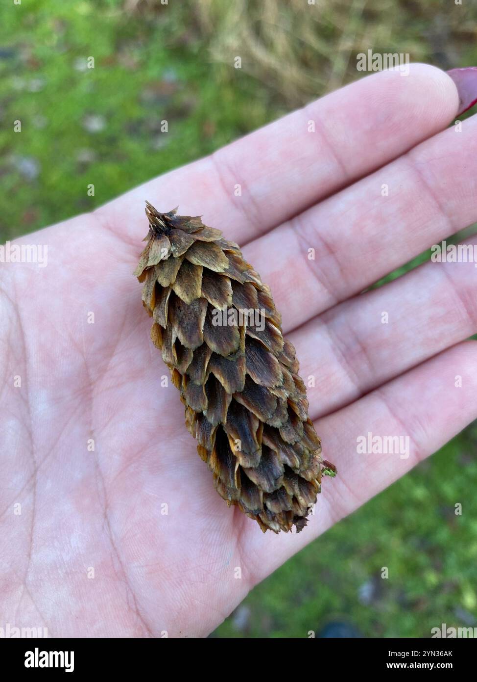 Sitka spruce (Picea sitchensis Stock Photo - Alamy