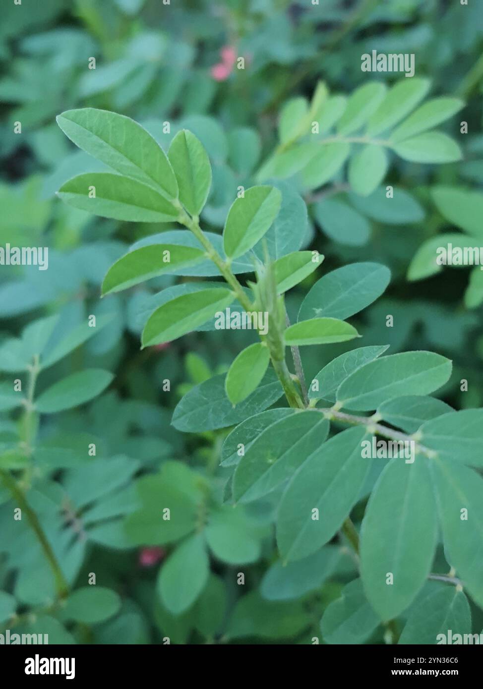 Creeping Indigo (Indigofera spicata Stock Photo - Alamy