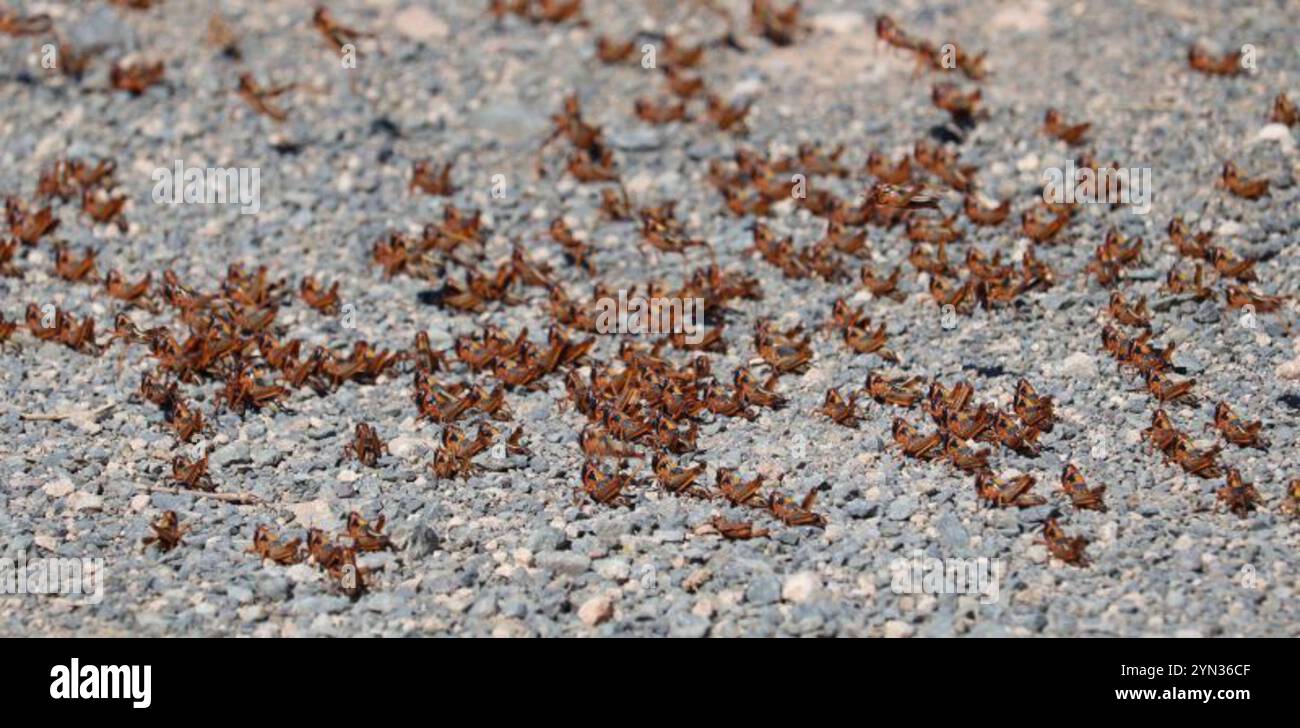 Locustana pardalina hi-res stock photography and images - Alamy