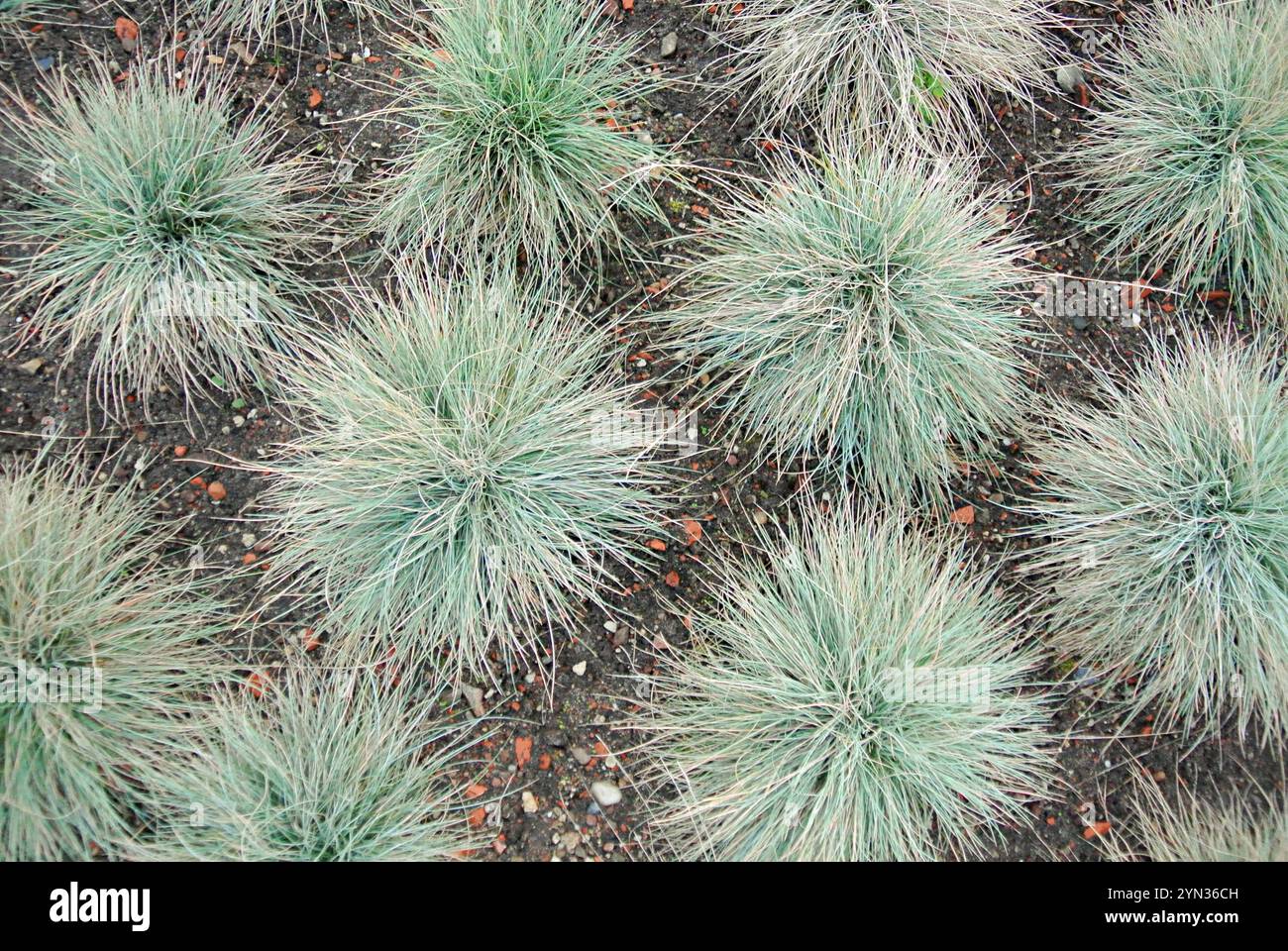 Unique green grasses arranged in a textured natural landscape setting ...