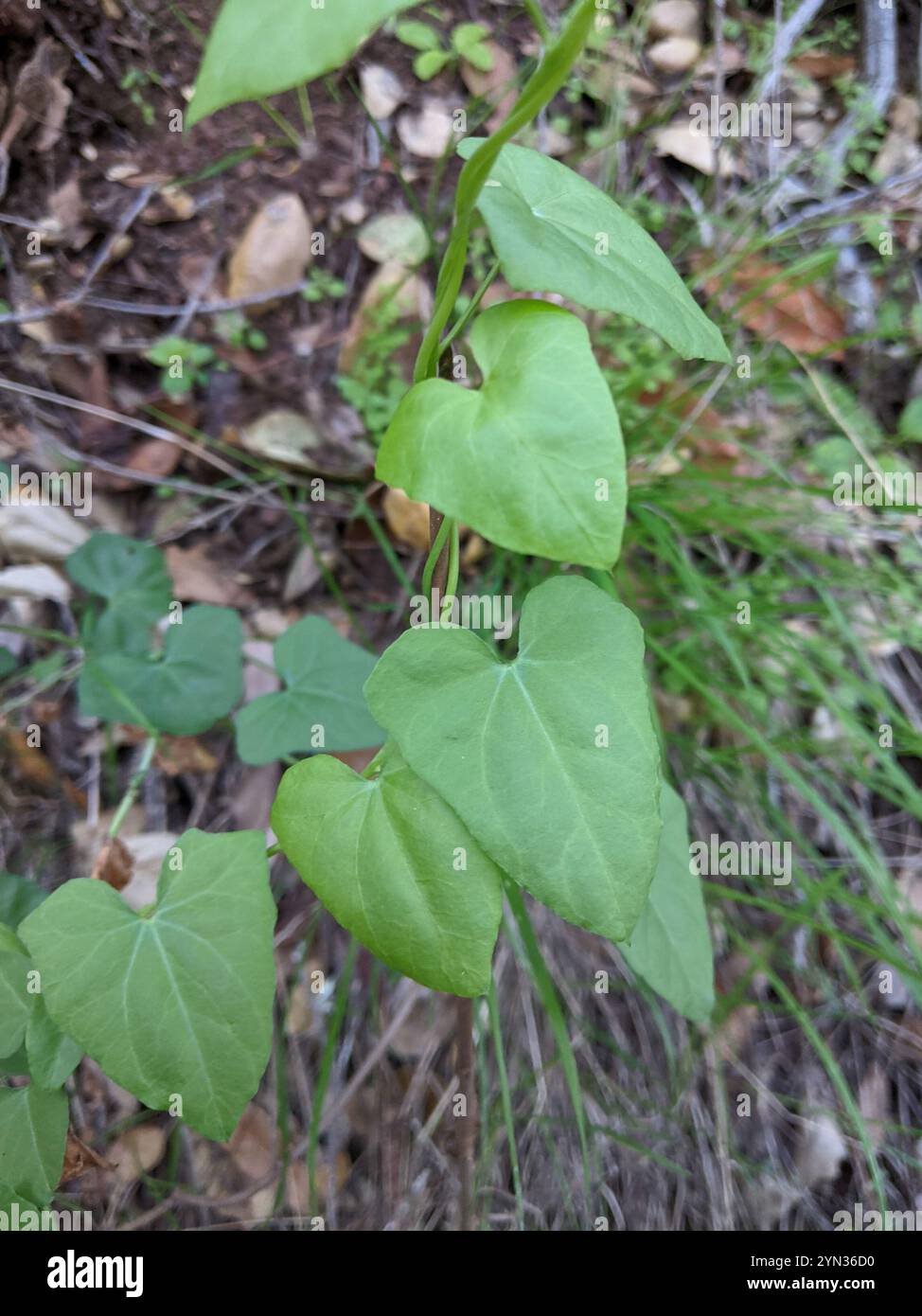 Pacific False Bindweed (Calystegia purpurata Stock Photo - Alamy