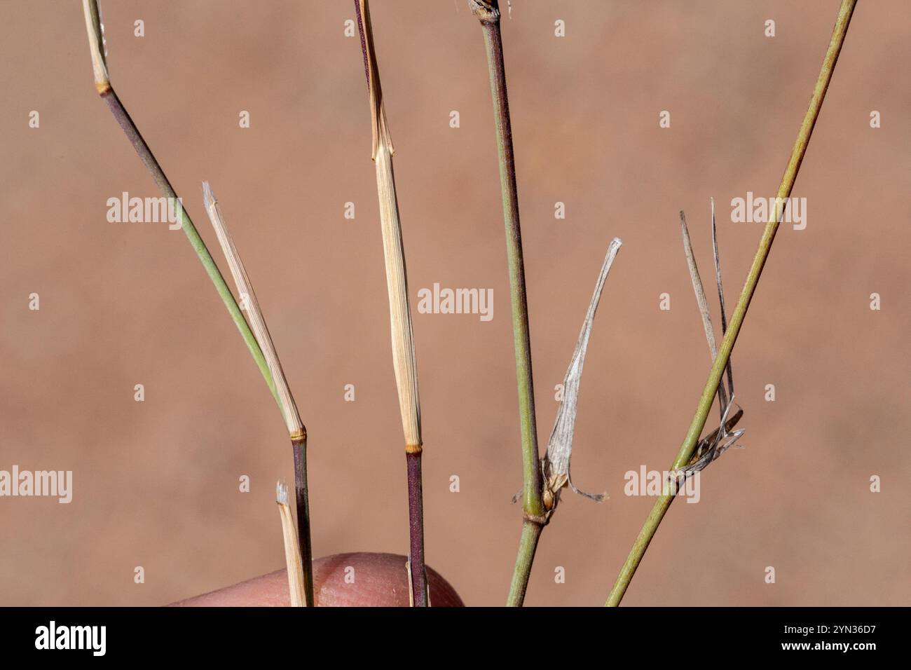 Bush Muhly (Muhlenbergia porteri Stock Photo - Alamy