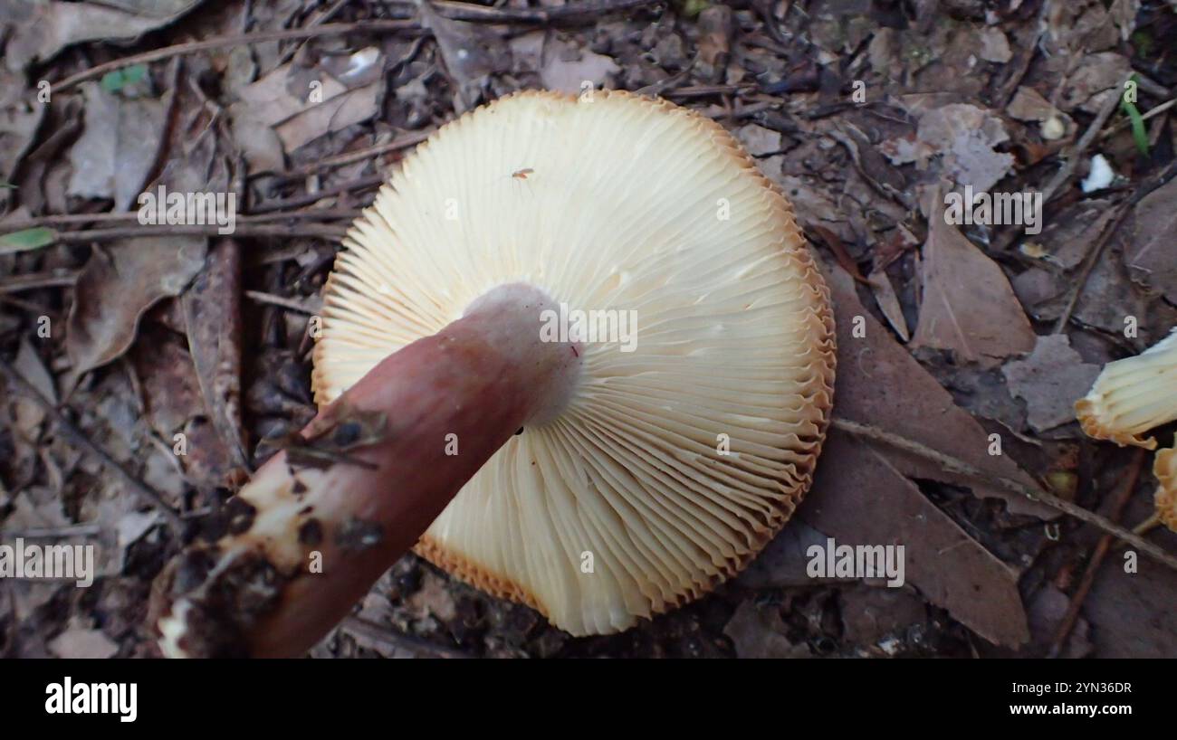 Primrose Brittlegill (Russula sardonia Stock Photo - Alamy