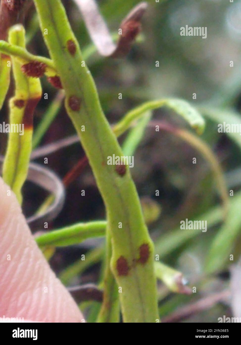 Kolokolo hi-res stock photography and images - Alamy