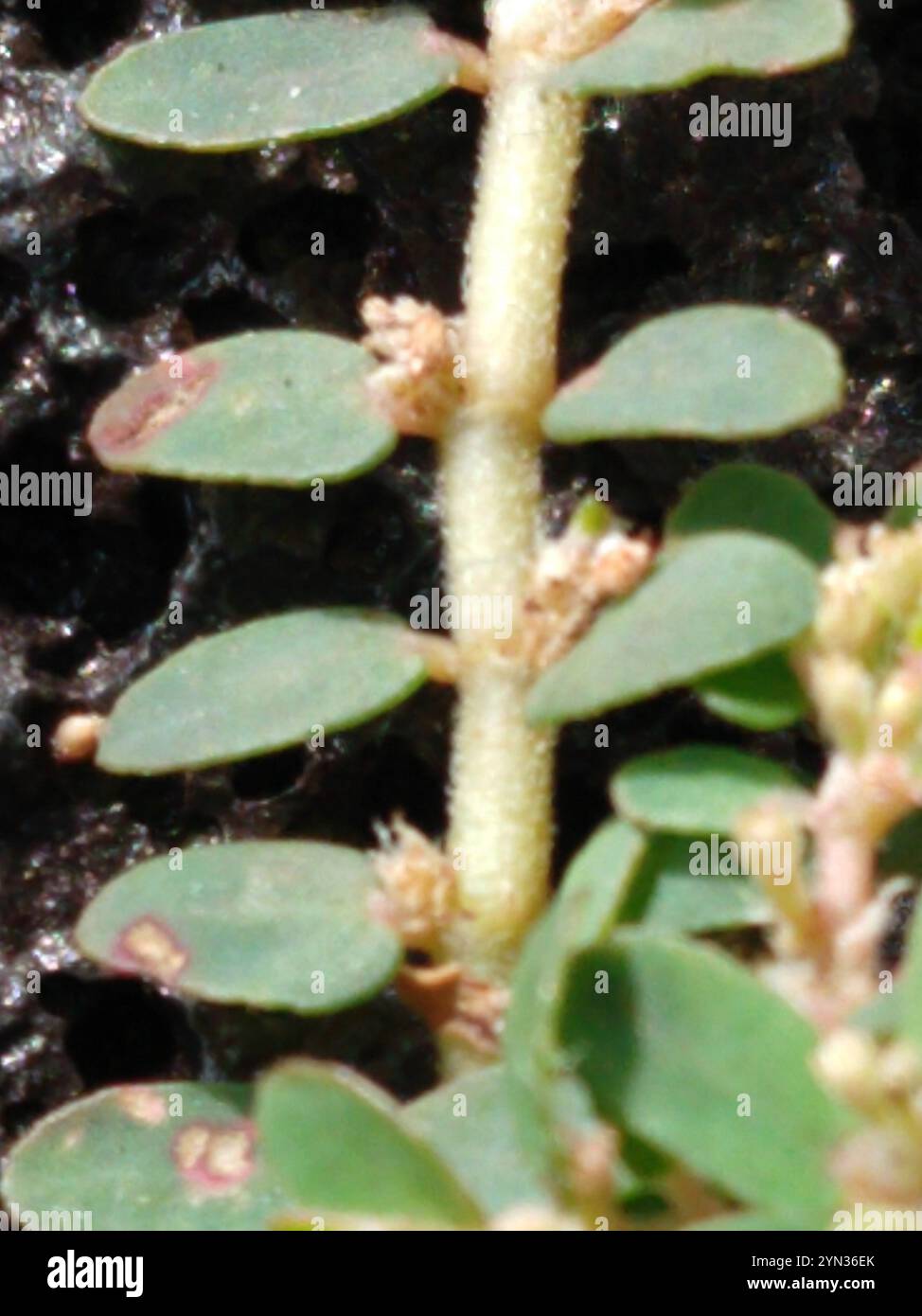 Euphorbia thymifolia hi-res stock photography and images - Alamy