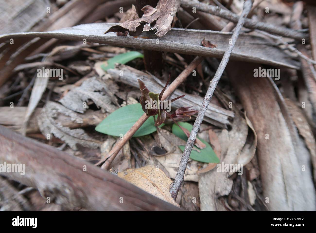 three-horned bird orchid (Chiloglottis triceratops Stock Photo - Alamy