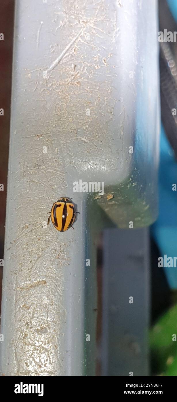 Striped Ladybird (Micraspis frenata Stock Photo - Alamy