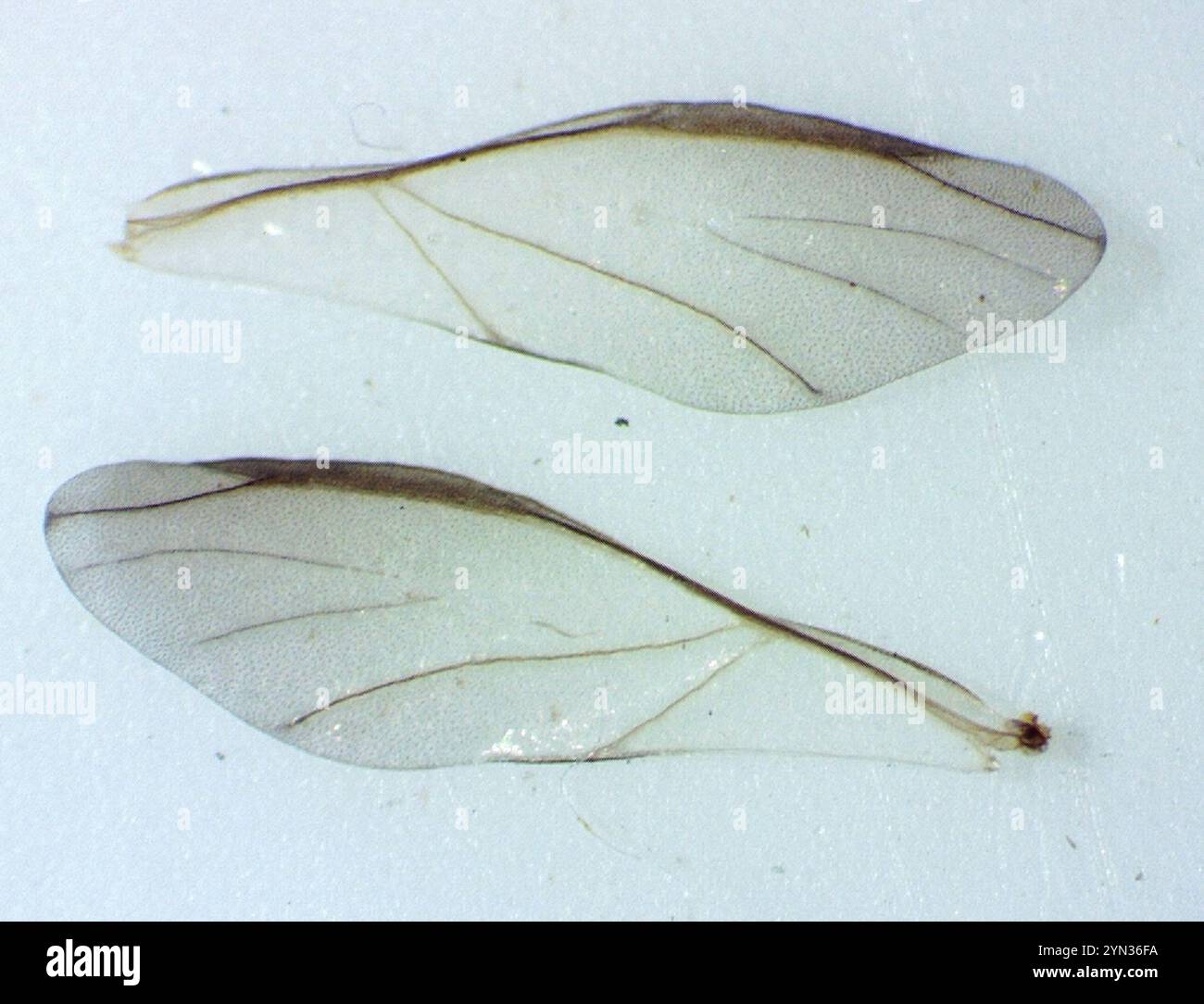 pine needle aphid (Eulachnus rileyi Stock Photo - Alamy