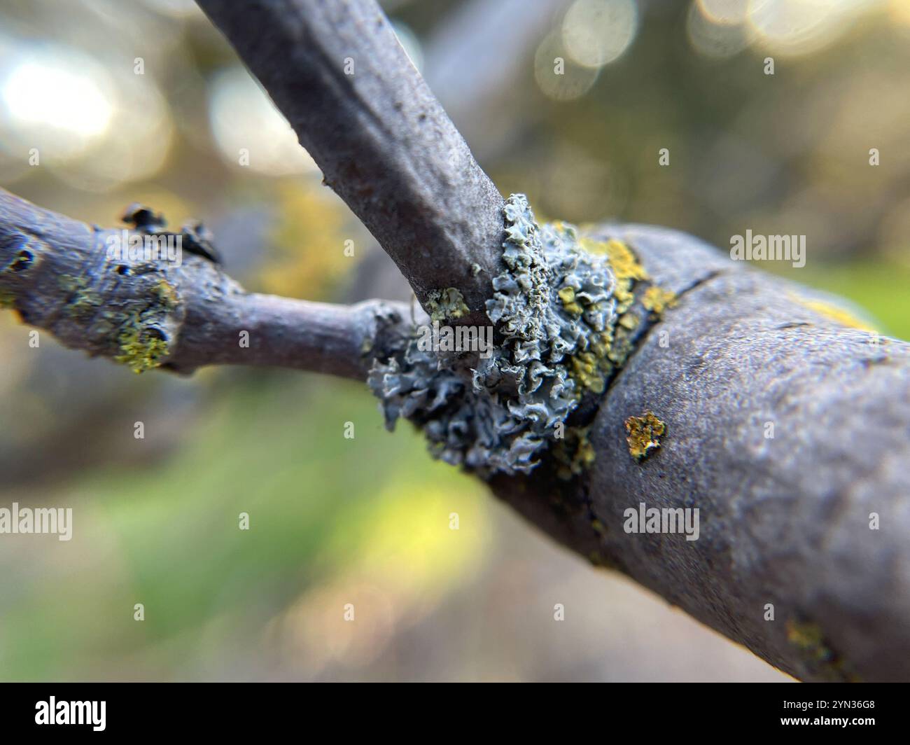 common lichens (Lecanoromycetes Stock Photo - Alamy
