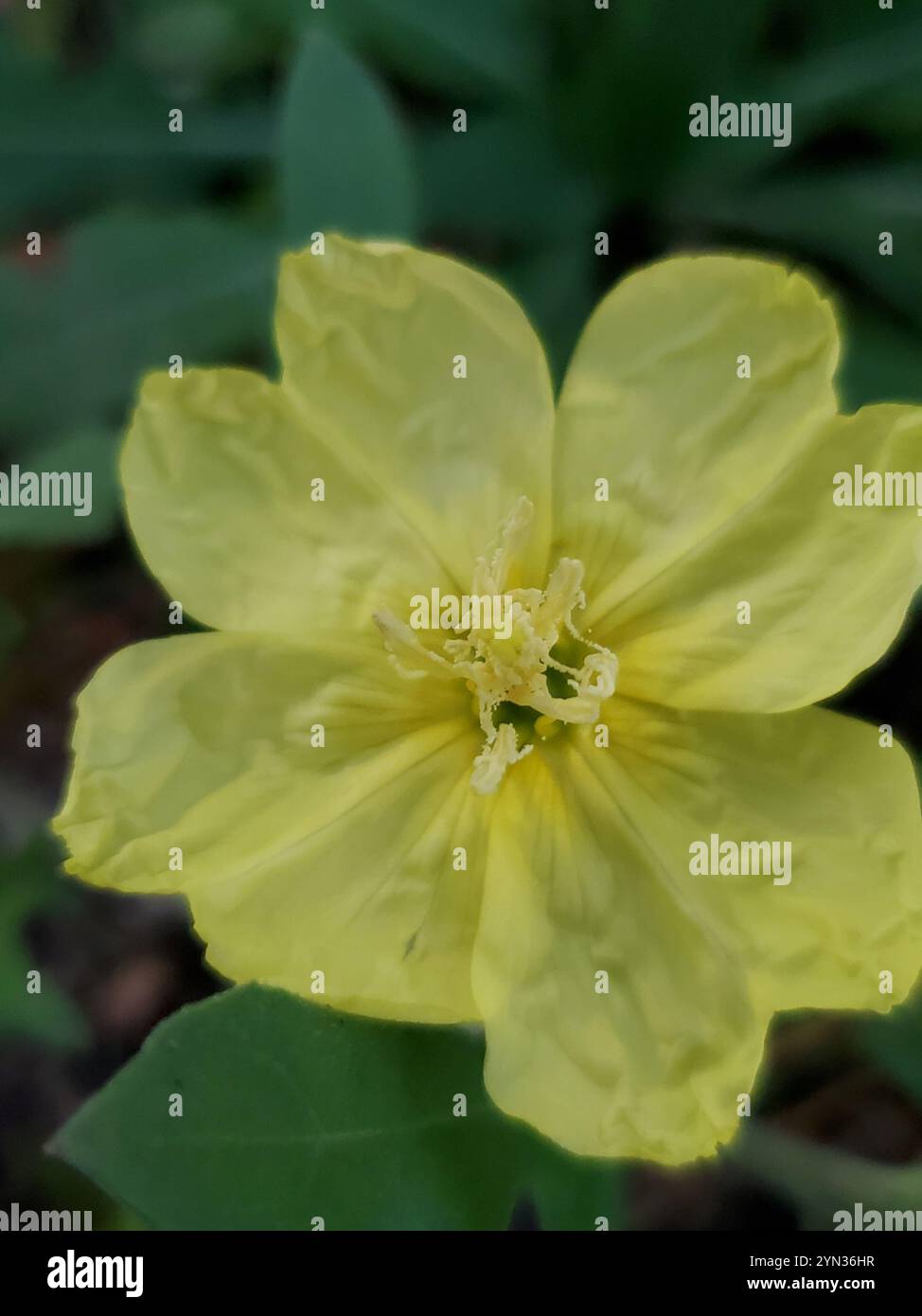 cutleaf evening primrose (Oenothera laciniata Stock Photo - Alamy