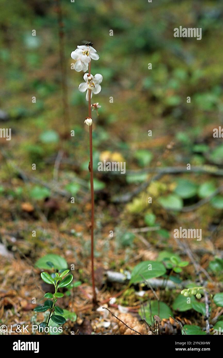 Arctic wintergreen (Pyrola grandiflora Stock Photo - Alamy