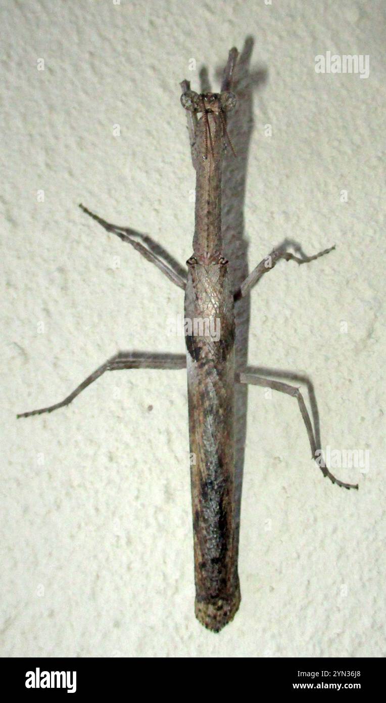 African stick mantis hi-res stock photography and images - Alamy