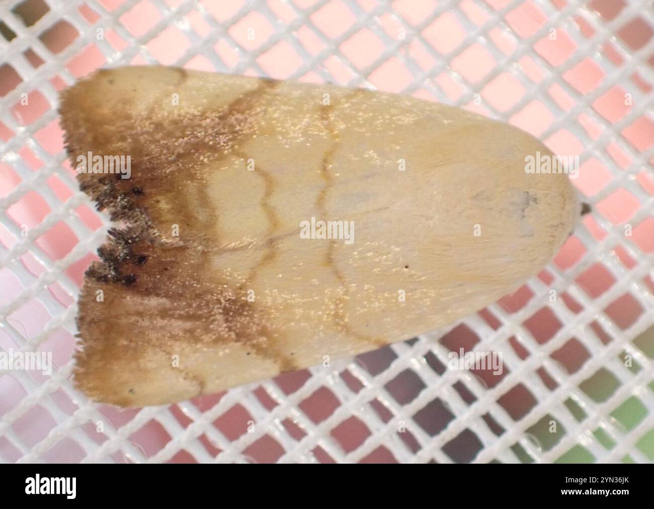 Xanthodes hi-res stock photography and images - Alamy