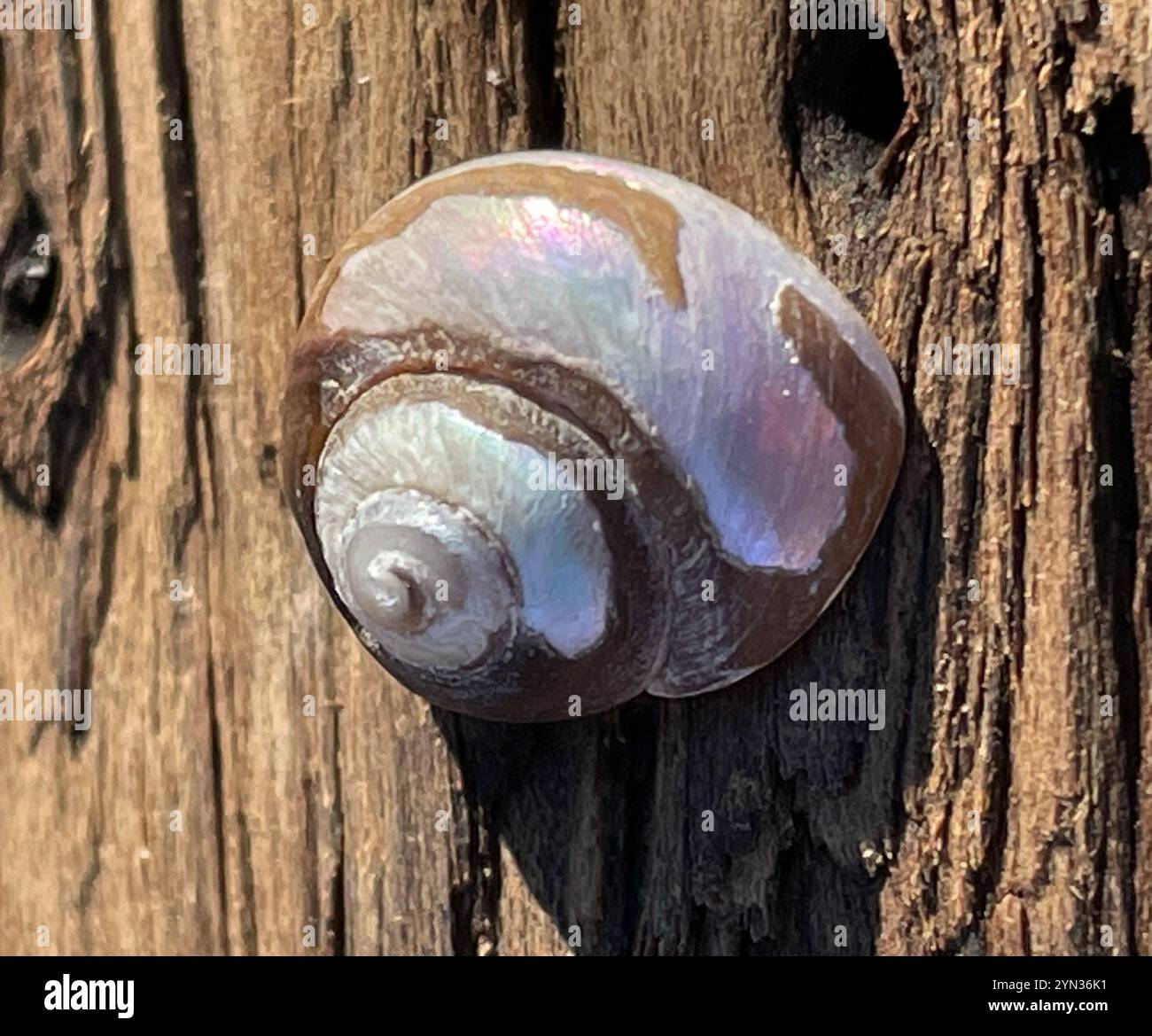 Tegula brunnea hi-res stock photography and images - Alamy
