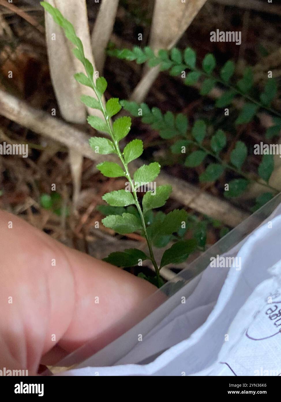 Pine fern (Anemia adiantifolia Stock Photo - Alamy