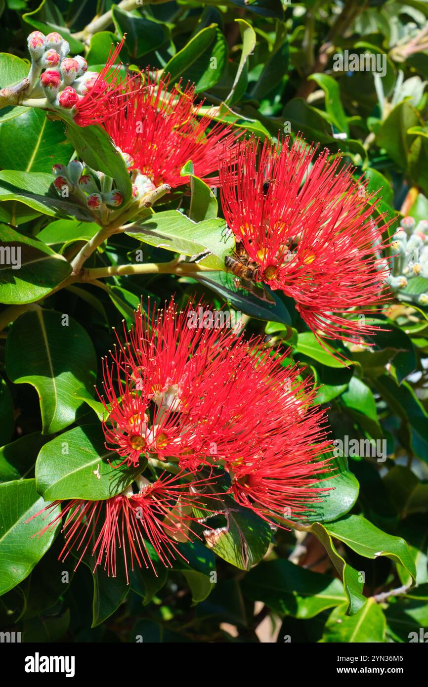 A vertical image of the red flowers of the Southern Rata or Rata Tree ...