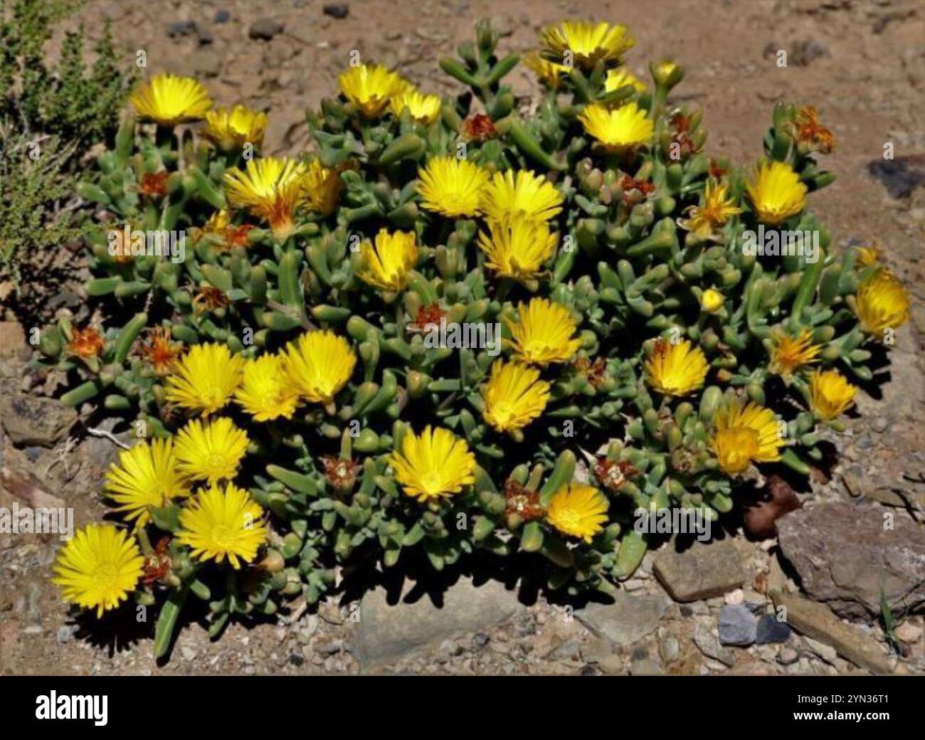 rocky point ice plant (Malephora lutea Stock Photo - Alamy