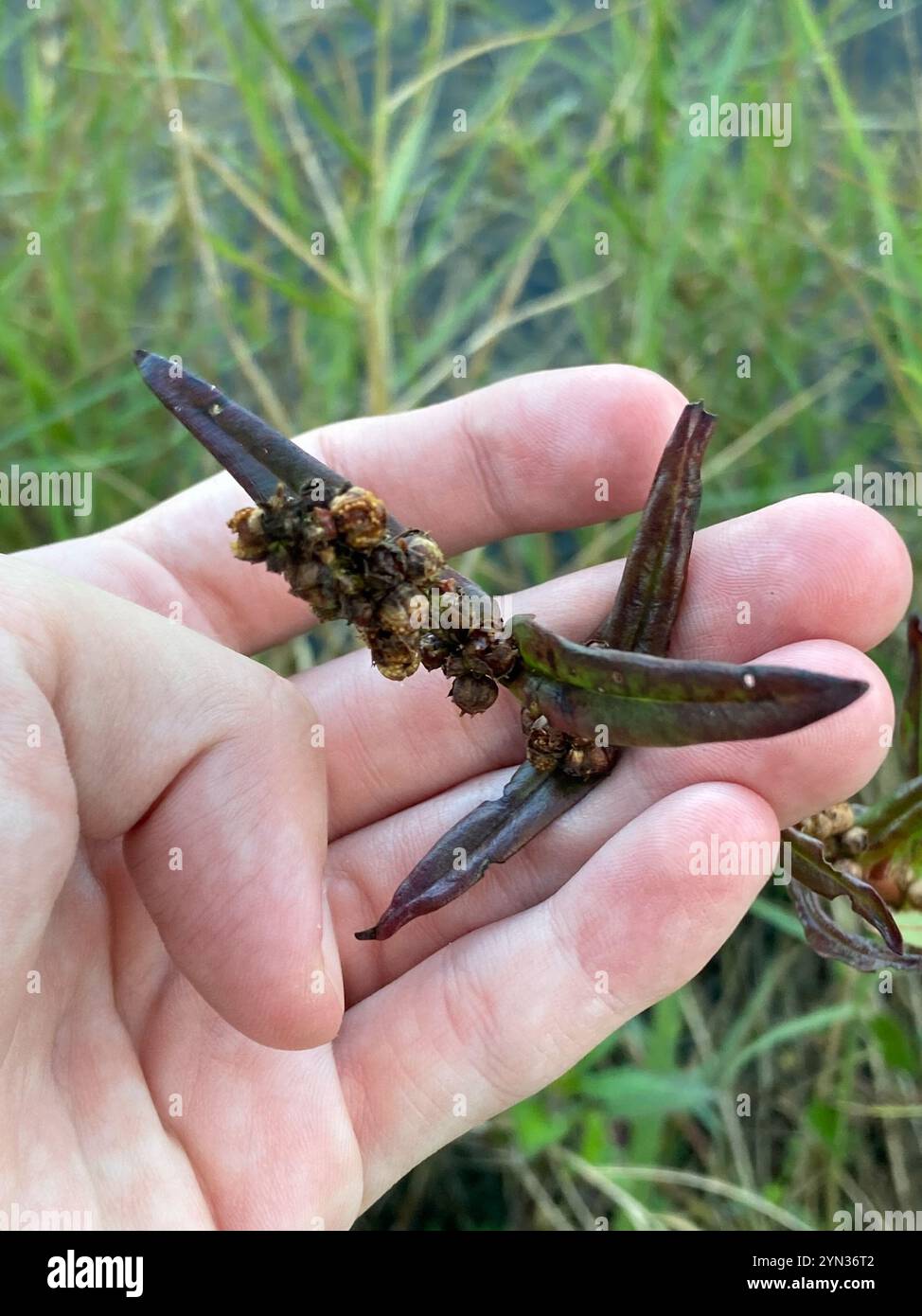 Scarlet Toothcup (Ammannia coccinea Stock Photo - Alamy