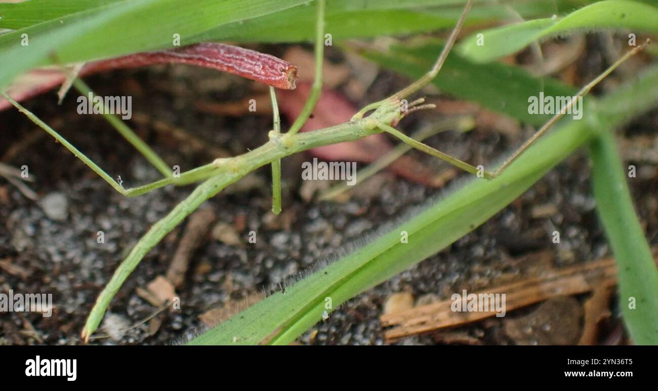 Margin-winged Stick Insect (Ctenomorpha marginipennis Stock Photo - Alamy