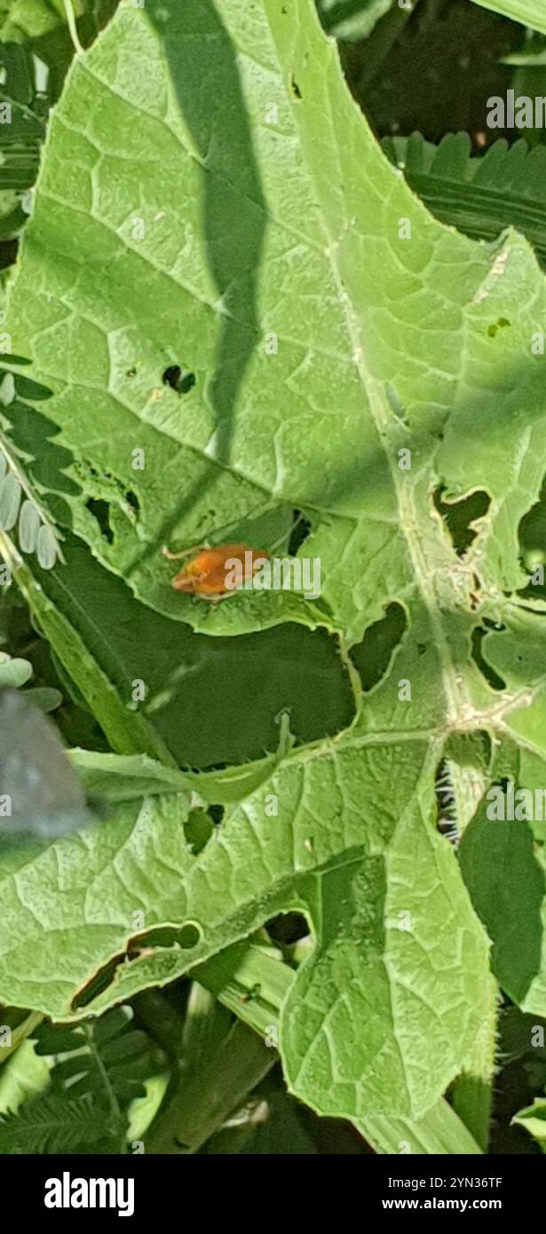 Aulacophora hi-res stock photography and images - Alamy