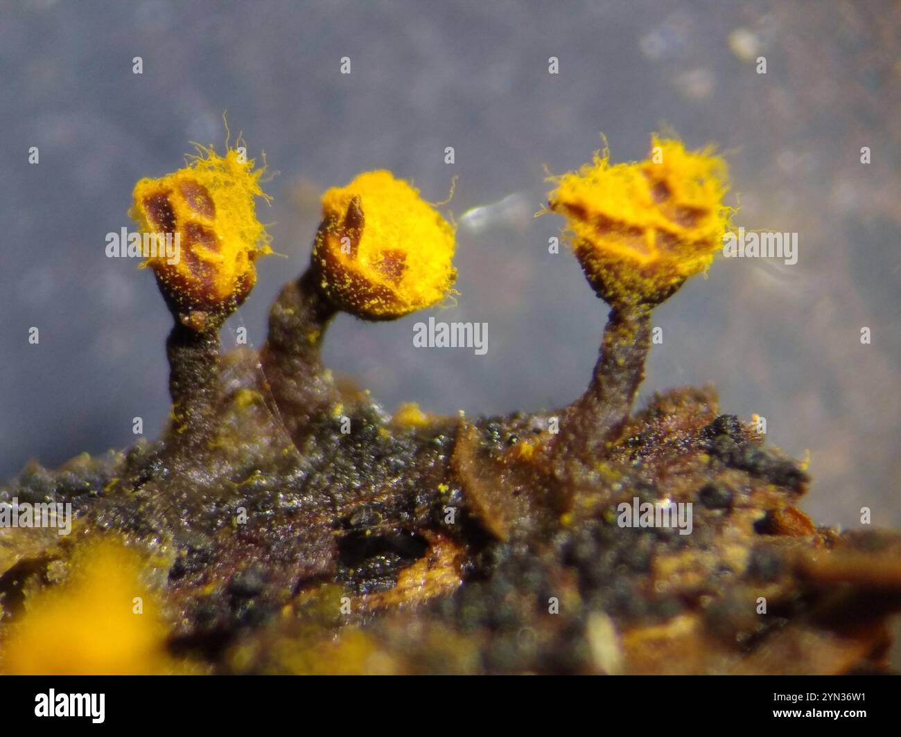 Trichia erecta hi-res stock photography and images - Alamy