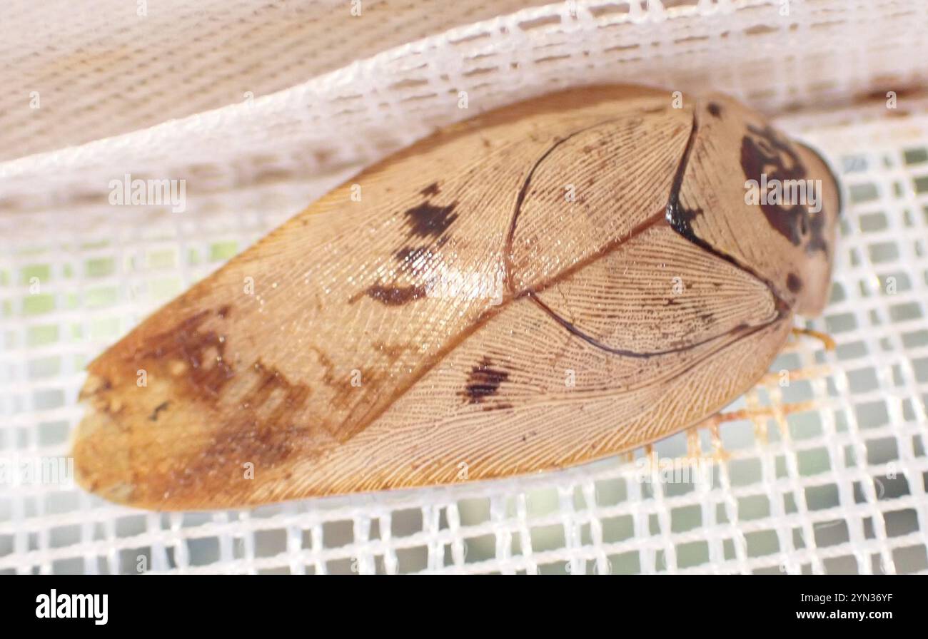 Porcelain Roaches (Gyna Stock Photo - Alamy