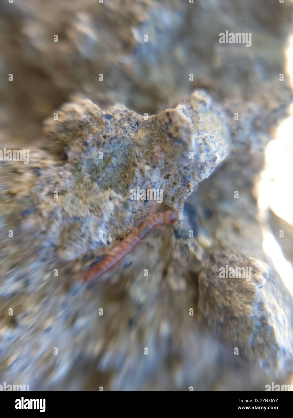 Embioptera hi-res stock photography and images - Alamy