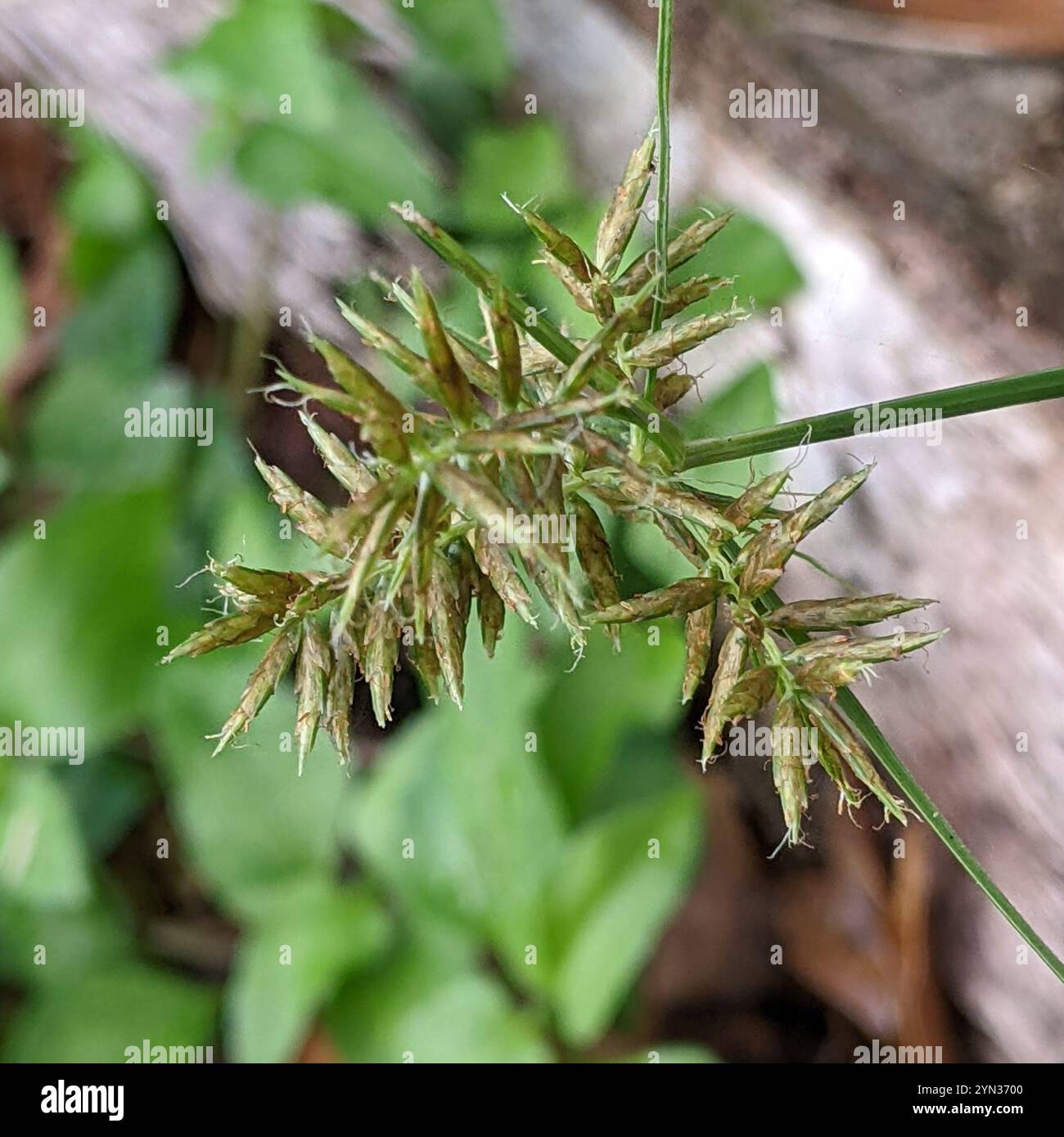 Southern Flatsedge (Cyperus thyrsiflorus Stock Photo - Alamy
